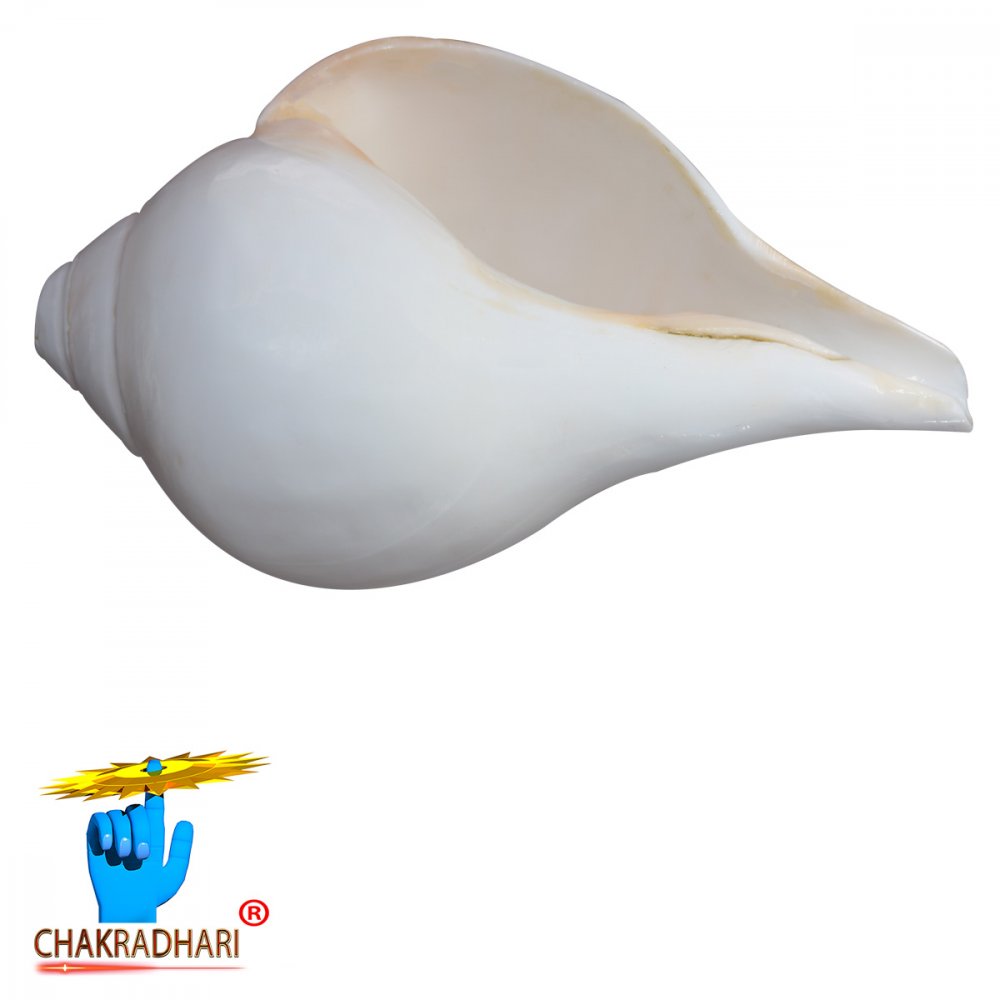 Bajne Wala Shankh Vamavarti Small Shell H1 – 5.75 Inch By 3 Inch शंख