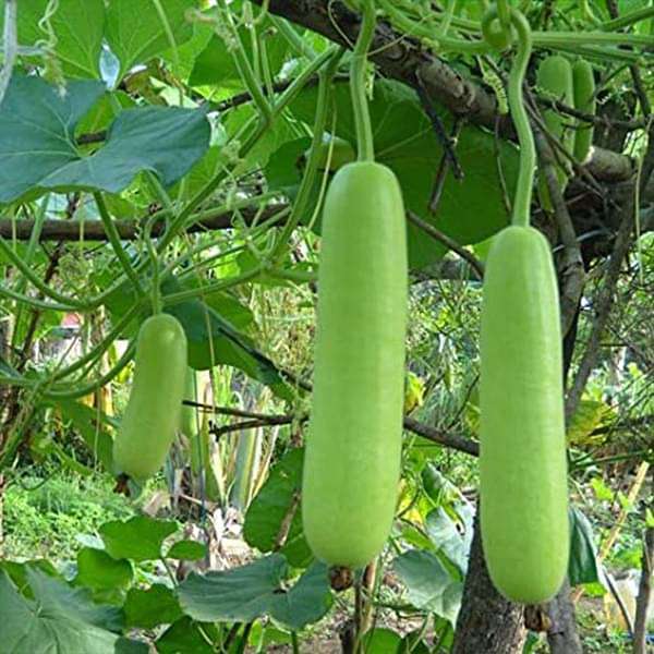 Organic Bottle Gourd / Dudhi / Lauki